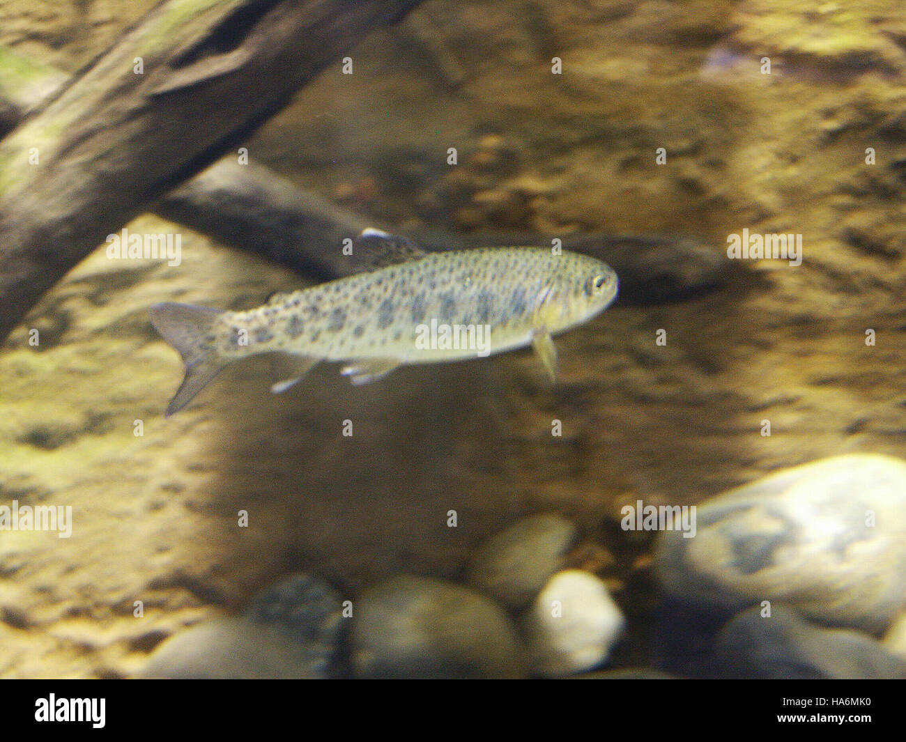Rainbow trout fingerlings (Oncorhynchus mykiss) are shown in this image ...