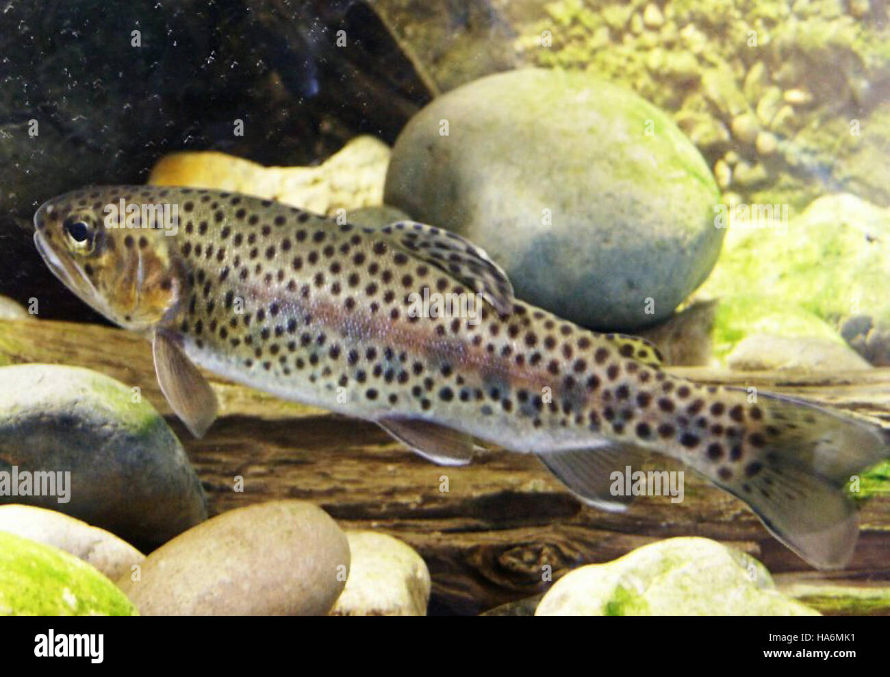 The Rainbow Trout, a species of freshwater fish, is common in U.S ...