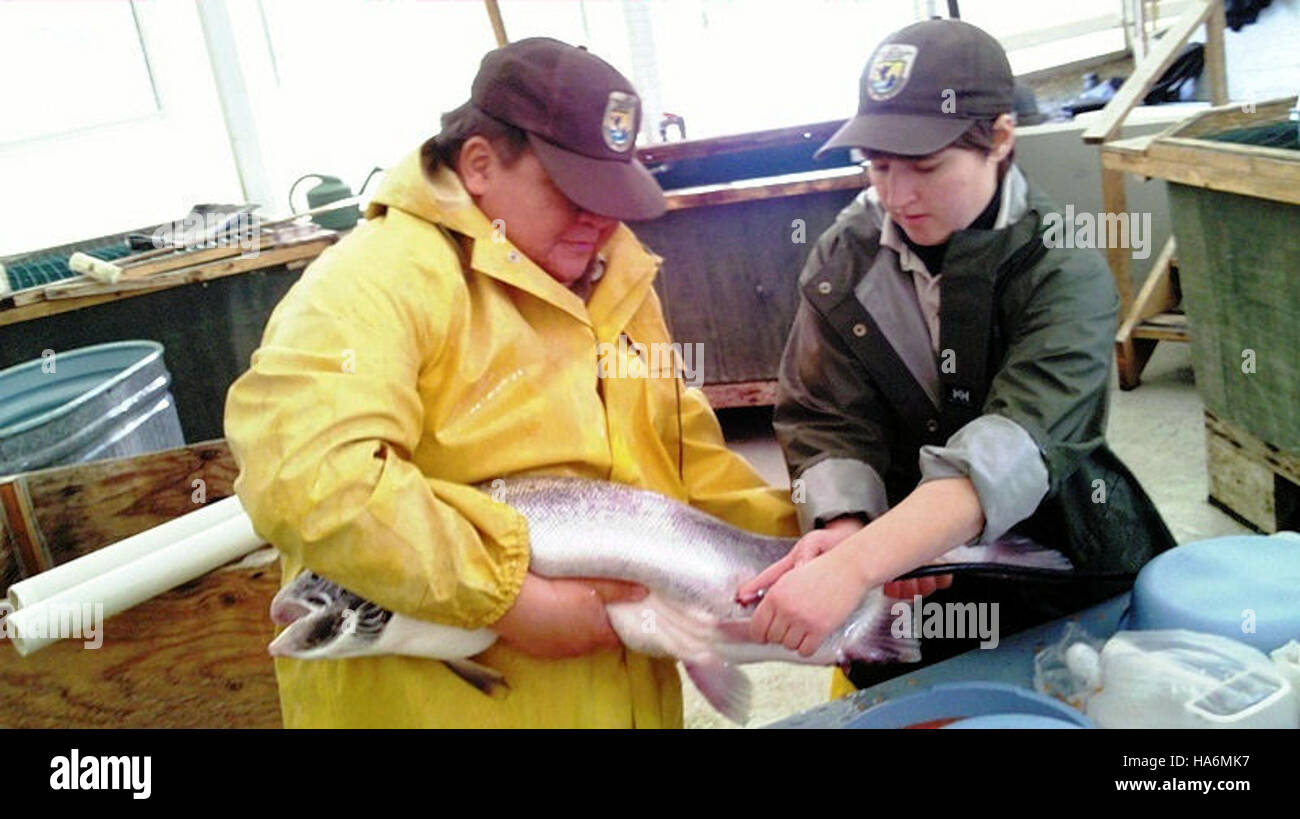 Bob Pos examines a Connecticut River Atlantic salmon kelt, part of a ...