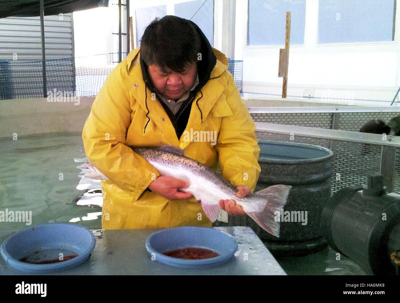 Bob Pos observes the spawning behavior of Atlantic salmon in a national ...