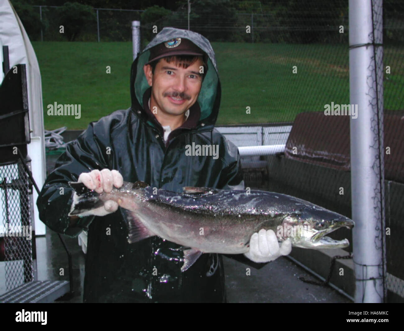 Fish culturist Paul Kaiser is shown with a large male Coho (Silver ...