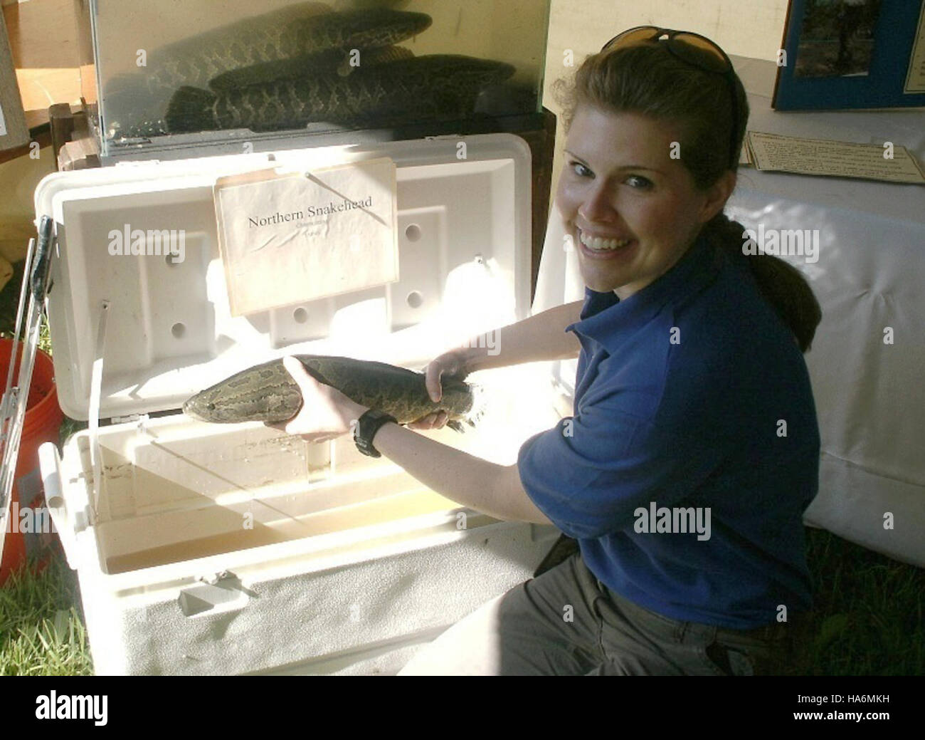 Northern Snakehead fish from the Potomac River system are monitored for ...