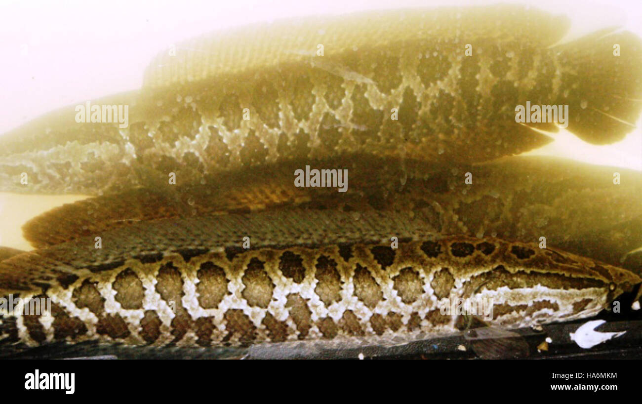 The Northern Snakehead, an invasive fish species, has been a concern ...