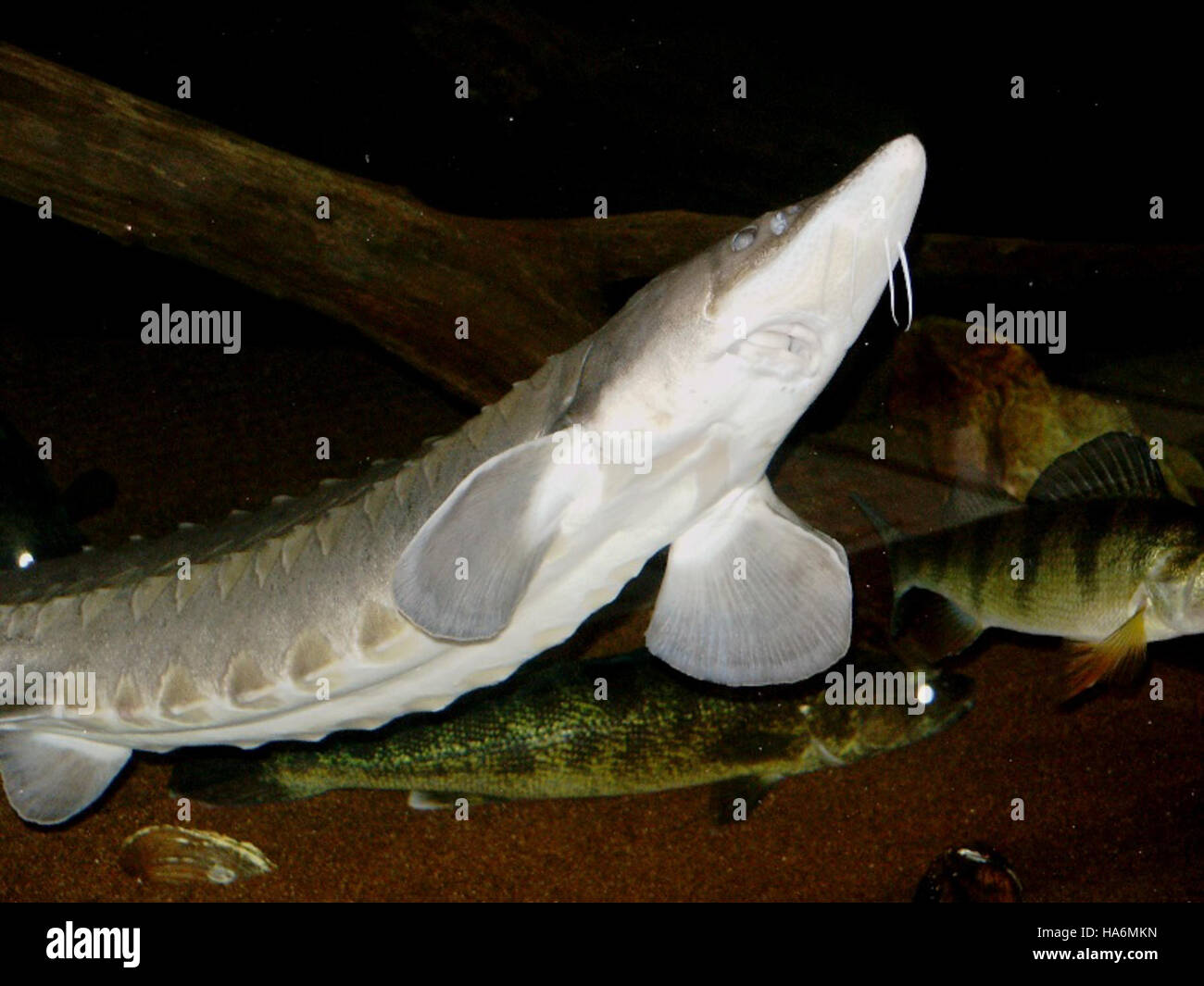 The Genoa National Fish Hatchery aquarium features lake sturgeon and ...