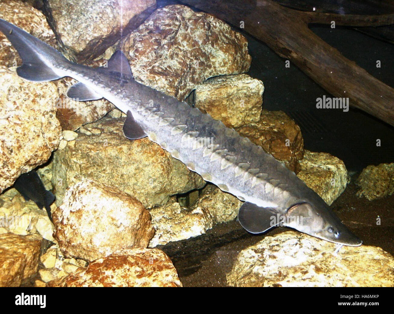 The Genoa National Fish Hatchery (NFH) aquarium showcases the Lake ...