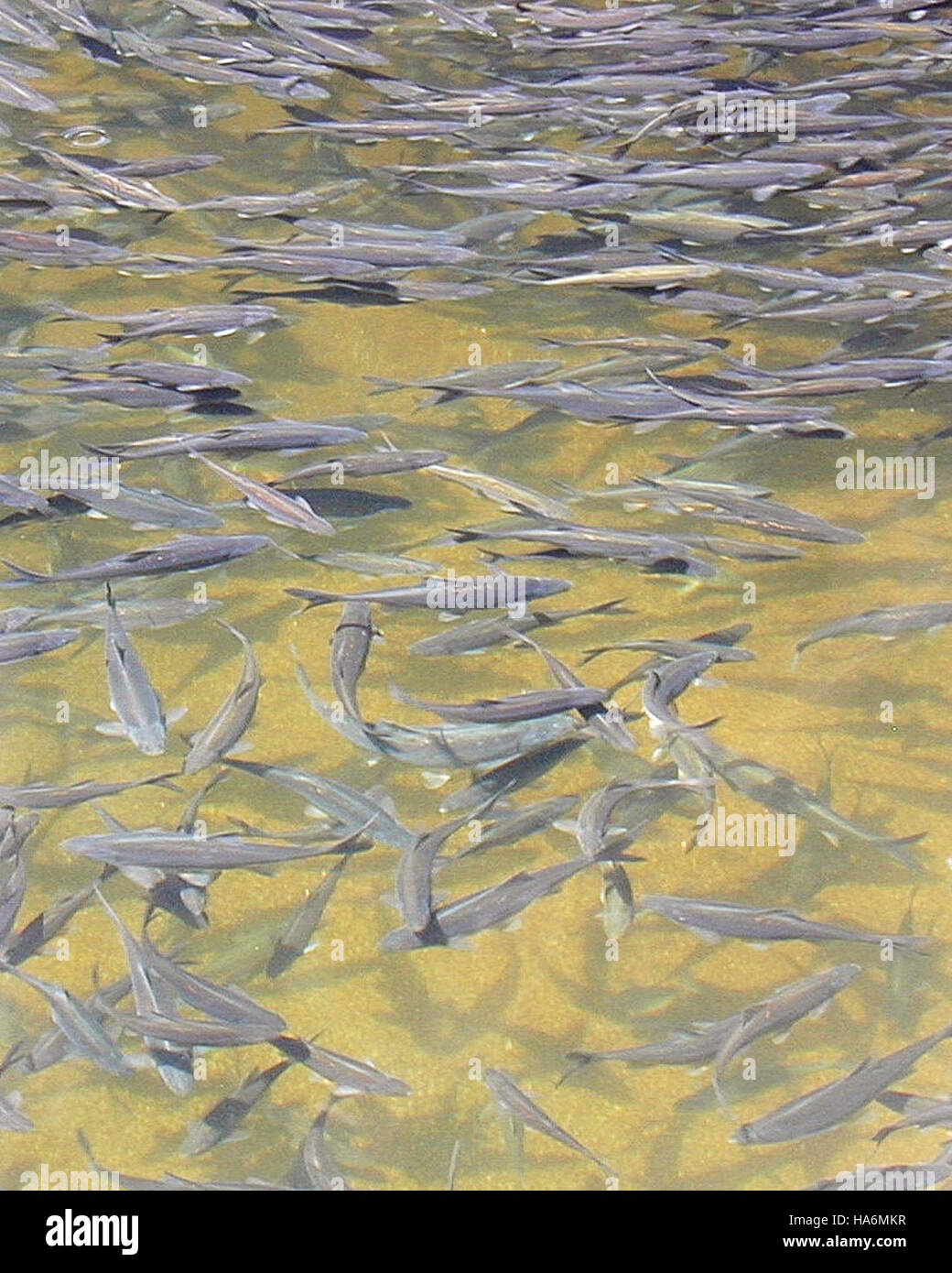 Chubs hi-res stock photography and images - Alamy