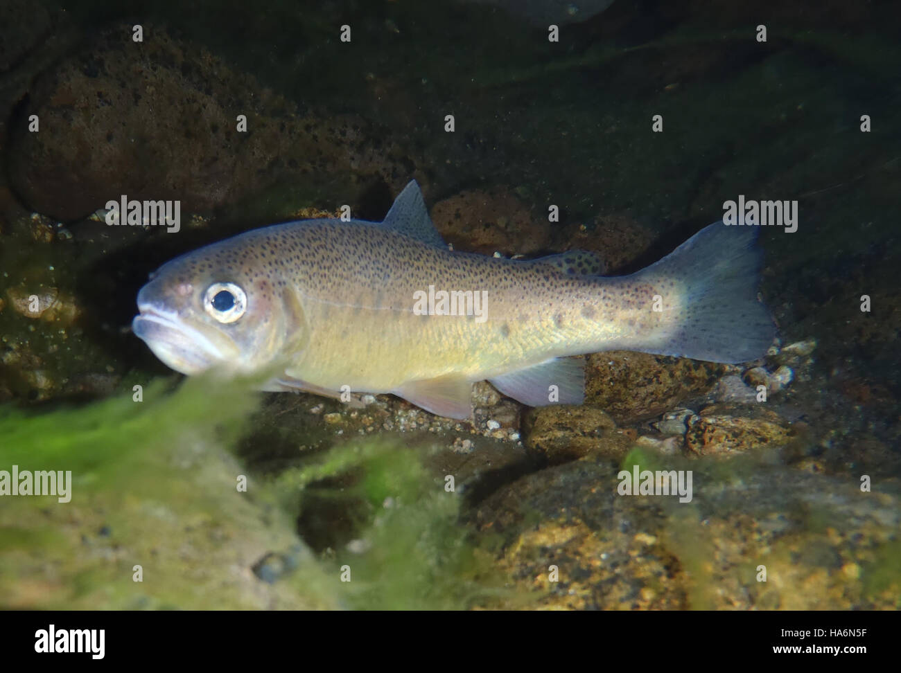 Gila trout hi-res stock photography and images - Alamy