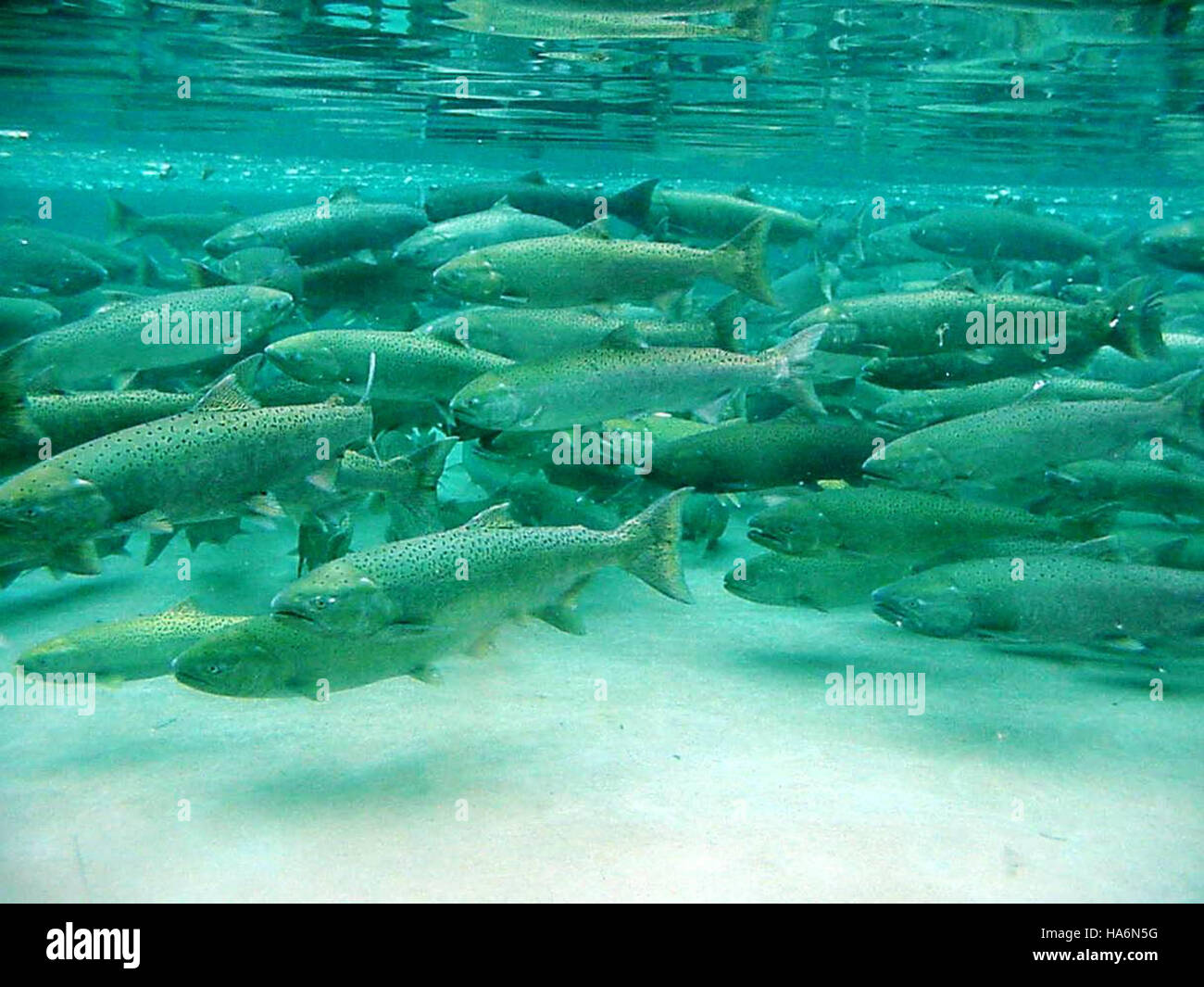 Adult spring Chinook salmon are seen at the Winthrop National Fish ...