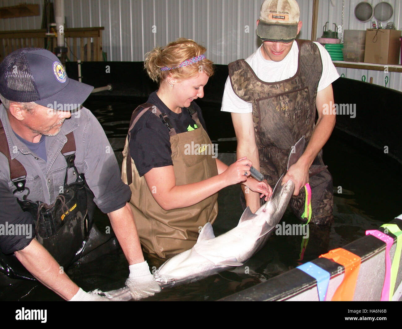 At Garrison Dam National Fish Hatchery, fisheries experts collect milt ...