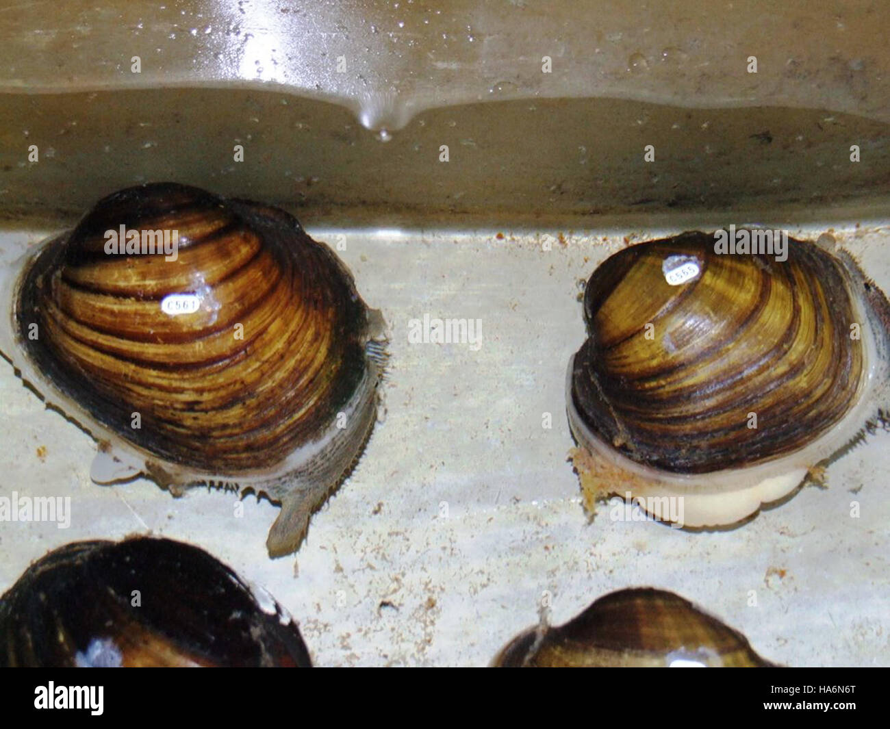 The Higgins Eye freshwater mussels use a specialized reproductive ...