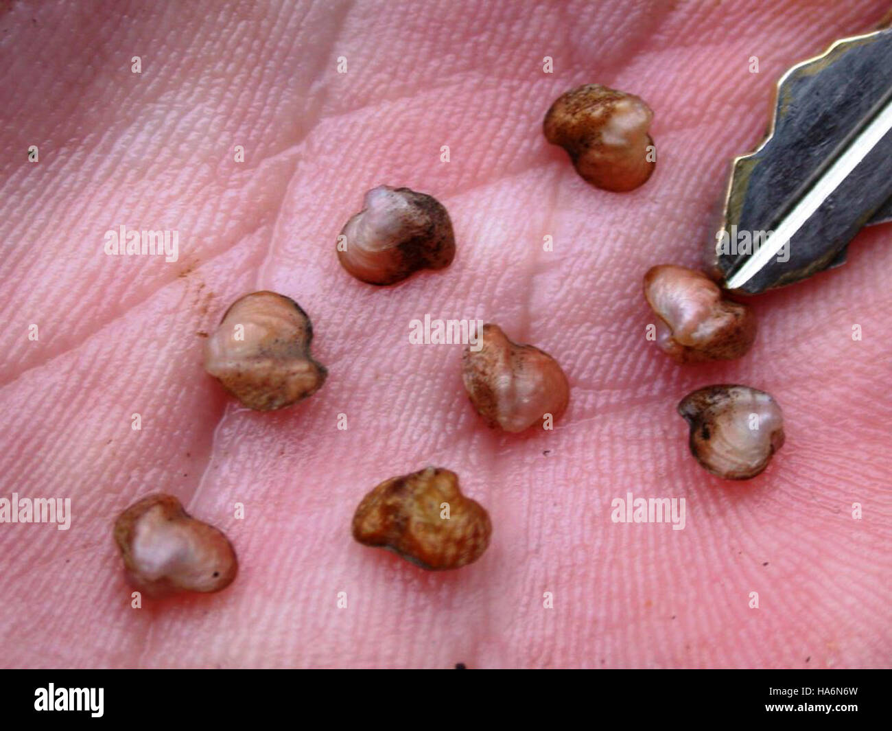 Juvenile Winged Mapleleaf mussels, potentially representing the first ...