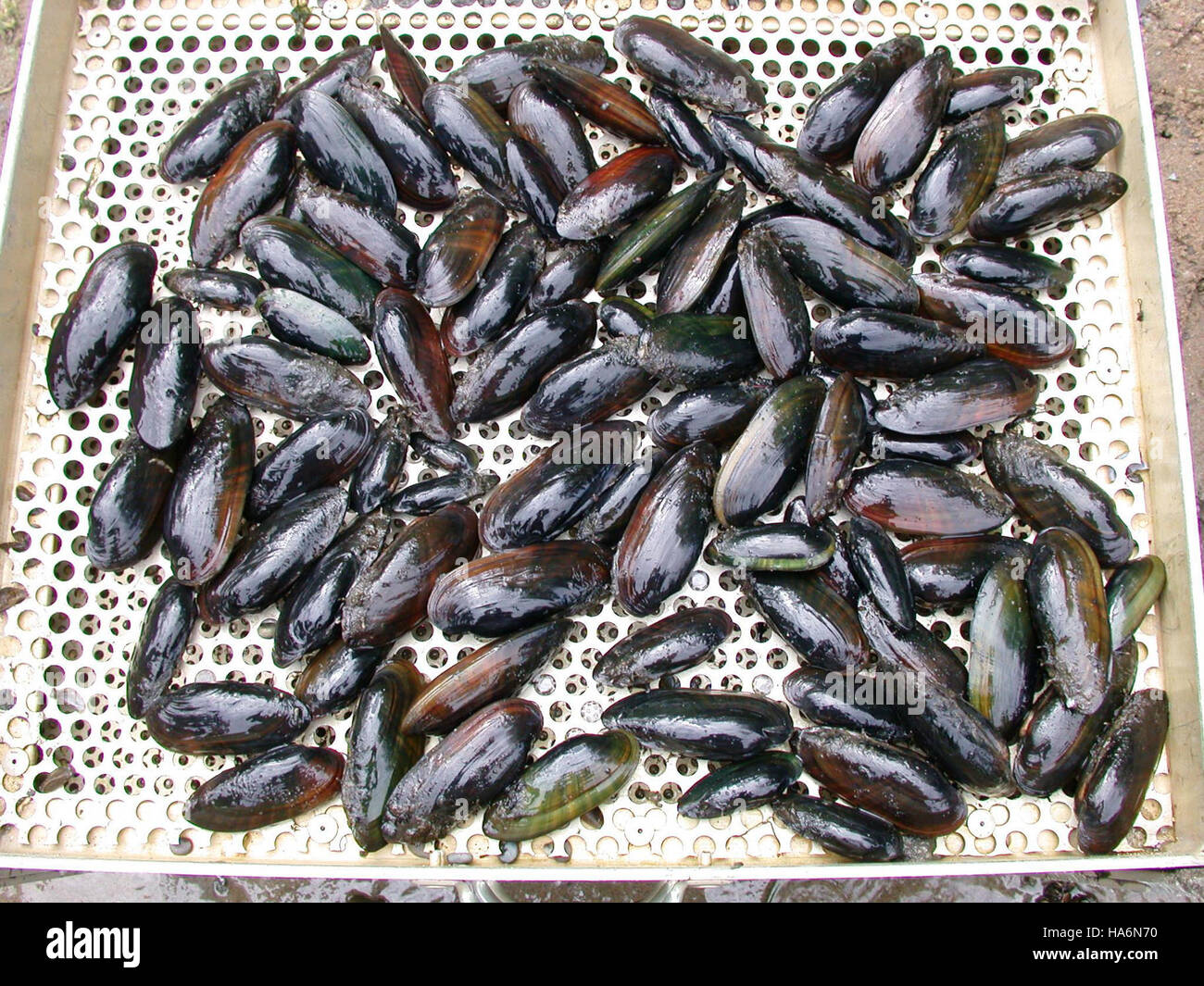 Black sandshell mussels, cultivated at the Genoa National Fish Hatchery ...