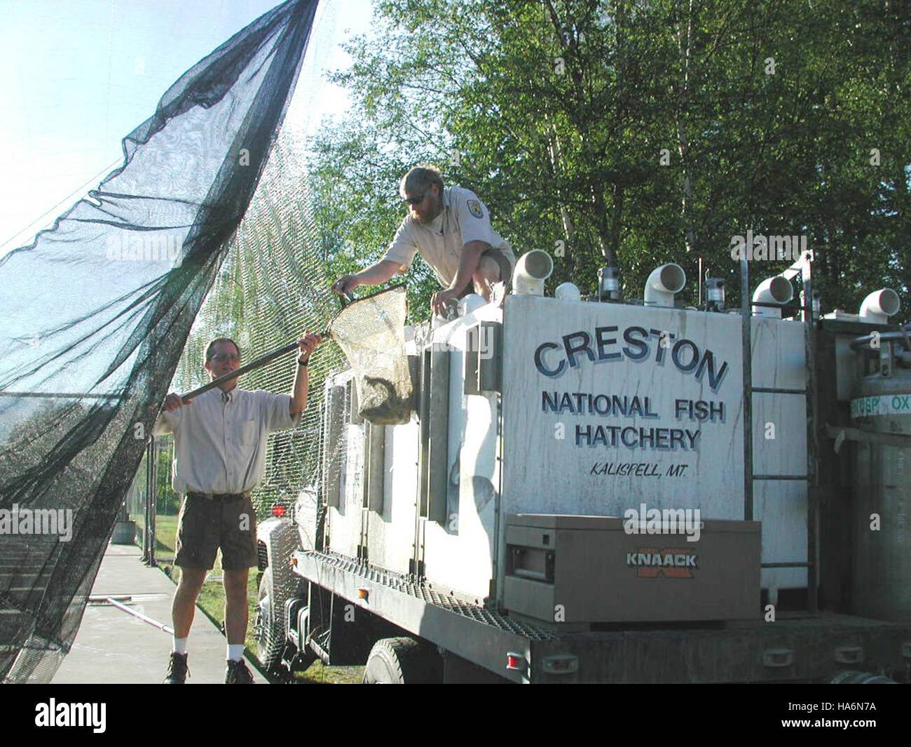 Creston National Fish Hatchery staff use hand-netting techniques to ...