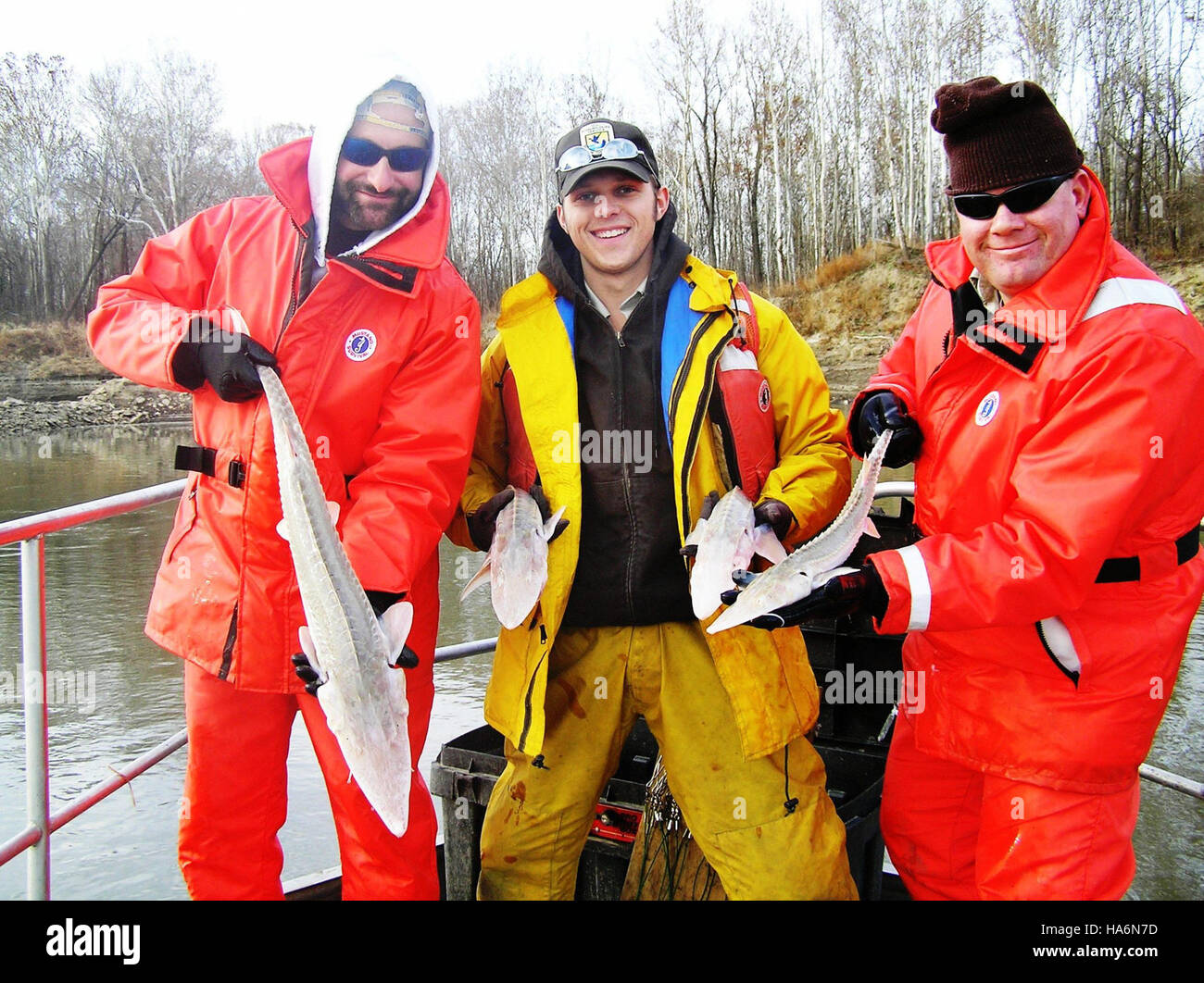 Four Pallid Sturgeons were captured in one day using trot lines as part ...
