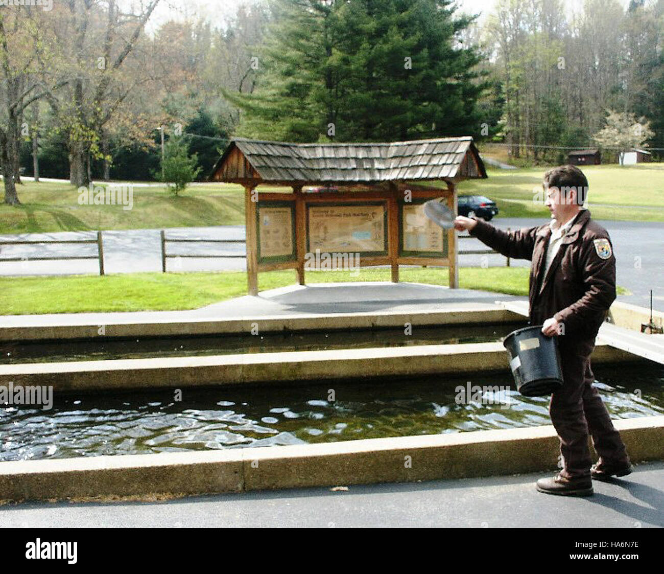 Rainbow trout adults are being fed at the Erwin National Fish Hatchery ...