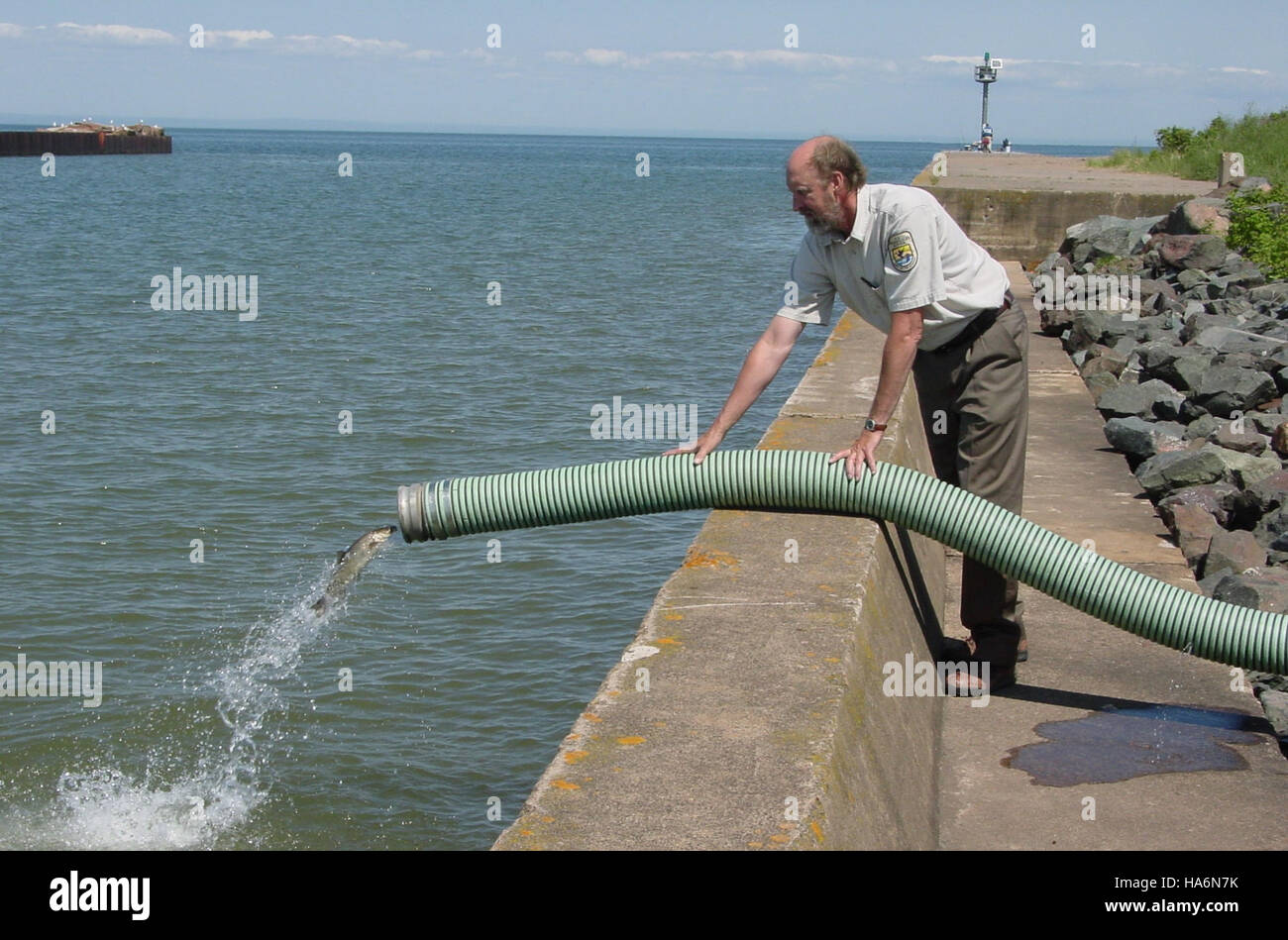 Excess lake trout broodstock are being stocked in Lake Superior to ...
