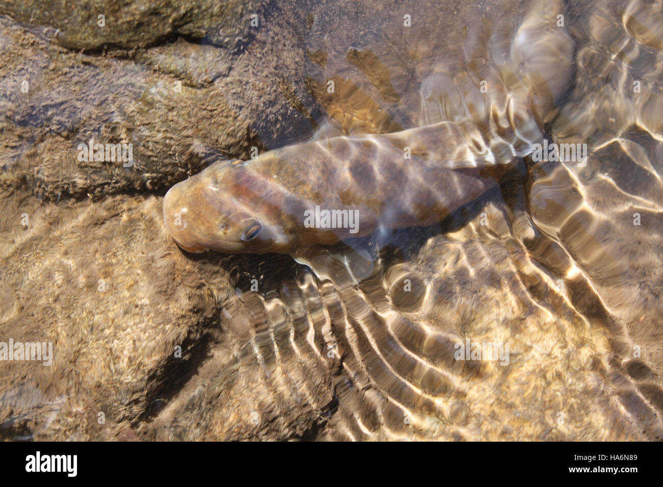 The desert sucker is a species of fish native to desert rivers and ...