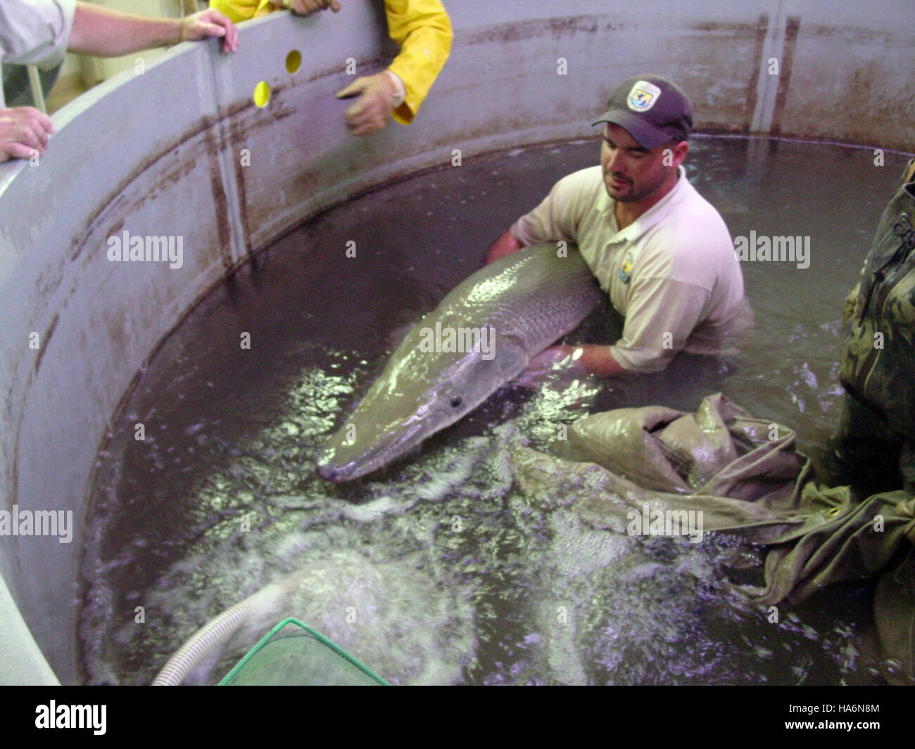 Gullett hi-res stock photography and images - Alamy