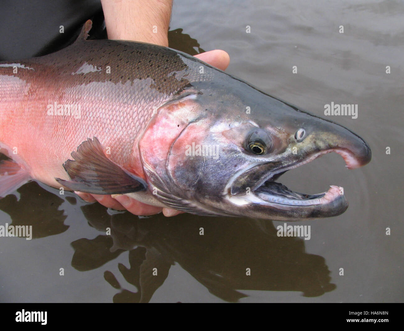 Chinook salmon are photographed in the Yukon Delta National Wildlife ...