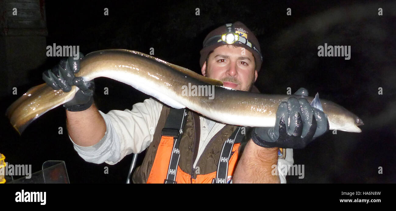 The U.S. Fish and Wildlife Service collects data on American eels in ...