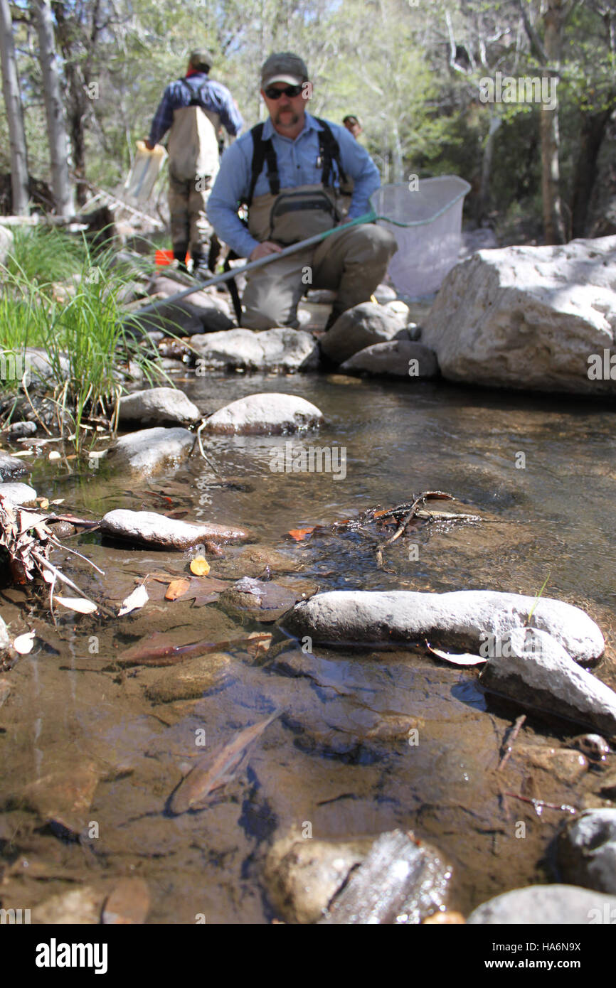 Biologists from the New Mexico Fish and Wildlife Conservation Office ...