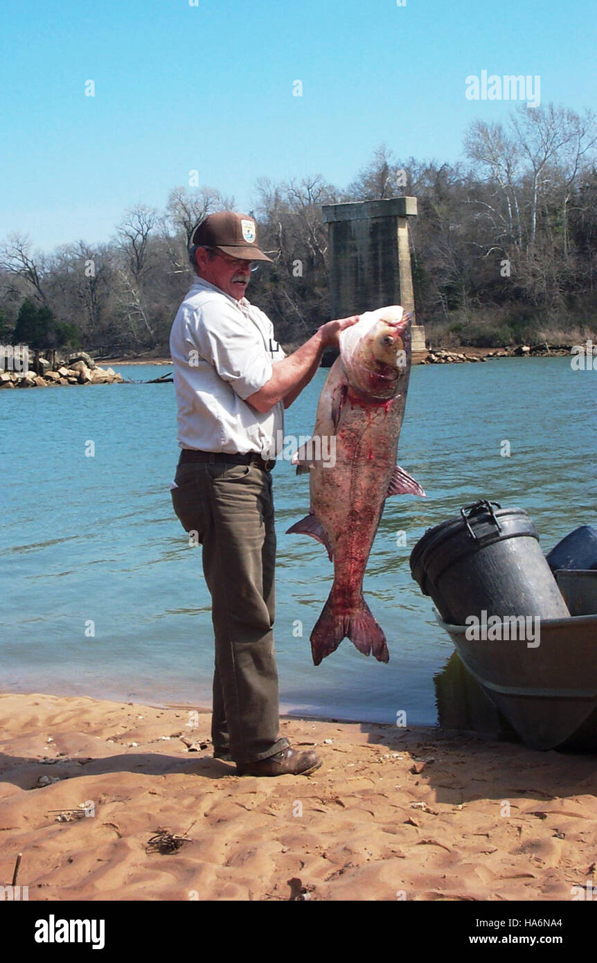 Bighead carp, an invasive species, threaten the ecosystem of the Red ...