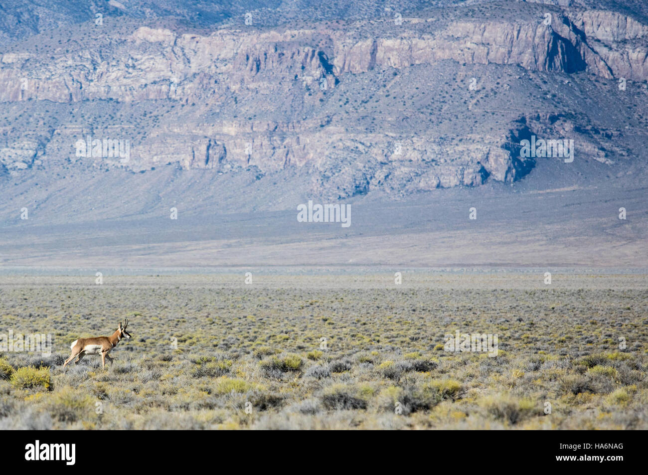 Basin and Range National Monument in Nevada is managed by the Bureau of ...