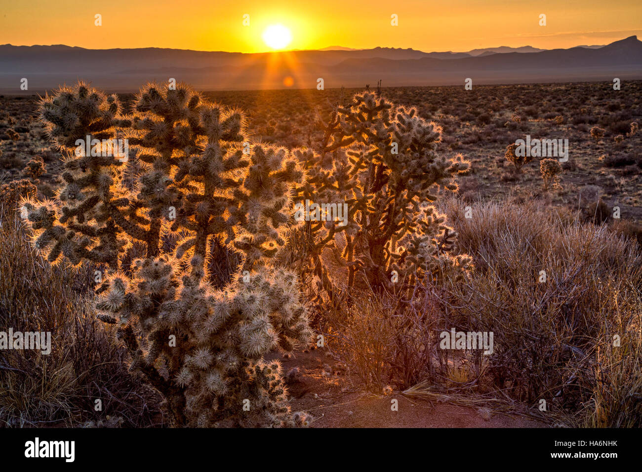 Basin and Range National Monument in Nevada is a protected area that ...