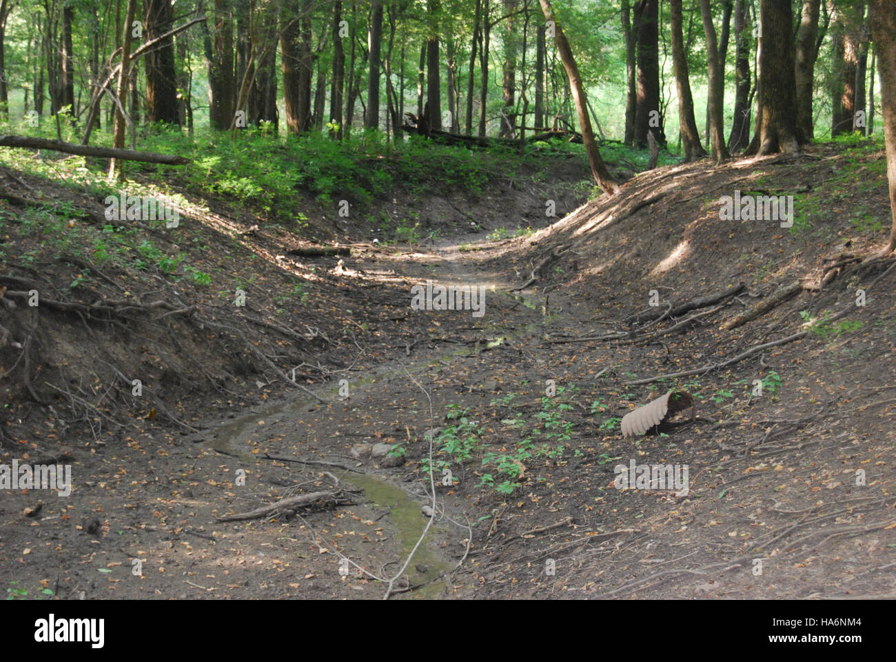 The Rosedale Lake Restoration project aims to restore the health of ...