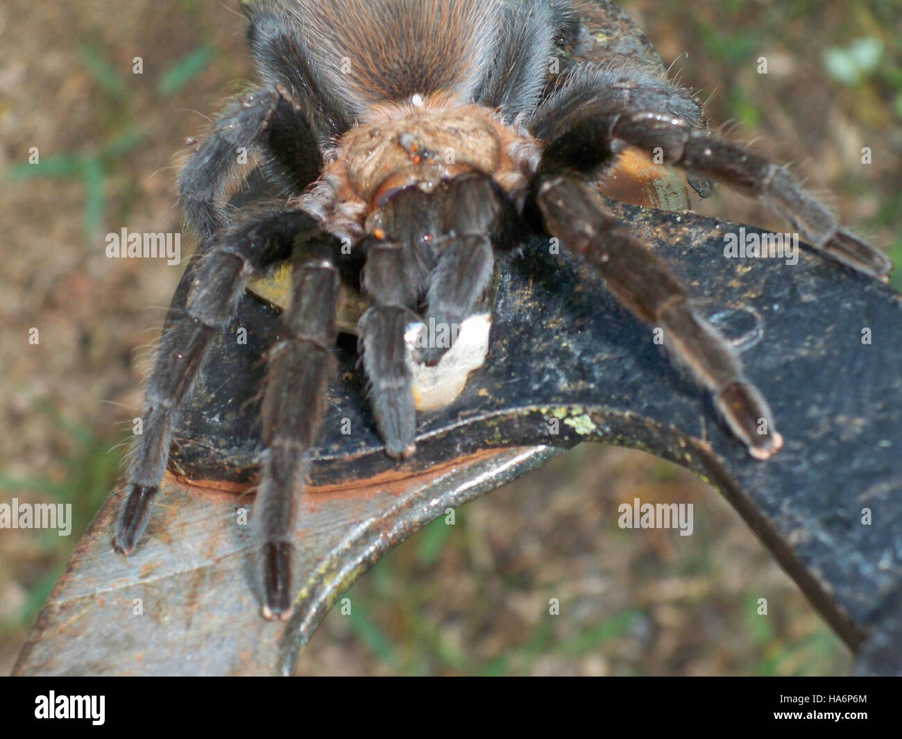 The Youth Conservation Corps (YCC) in South Texas participates in ...