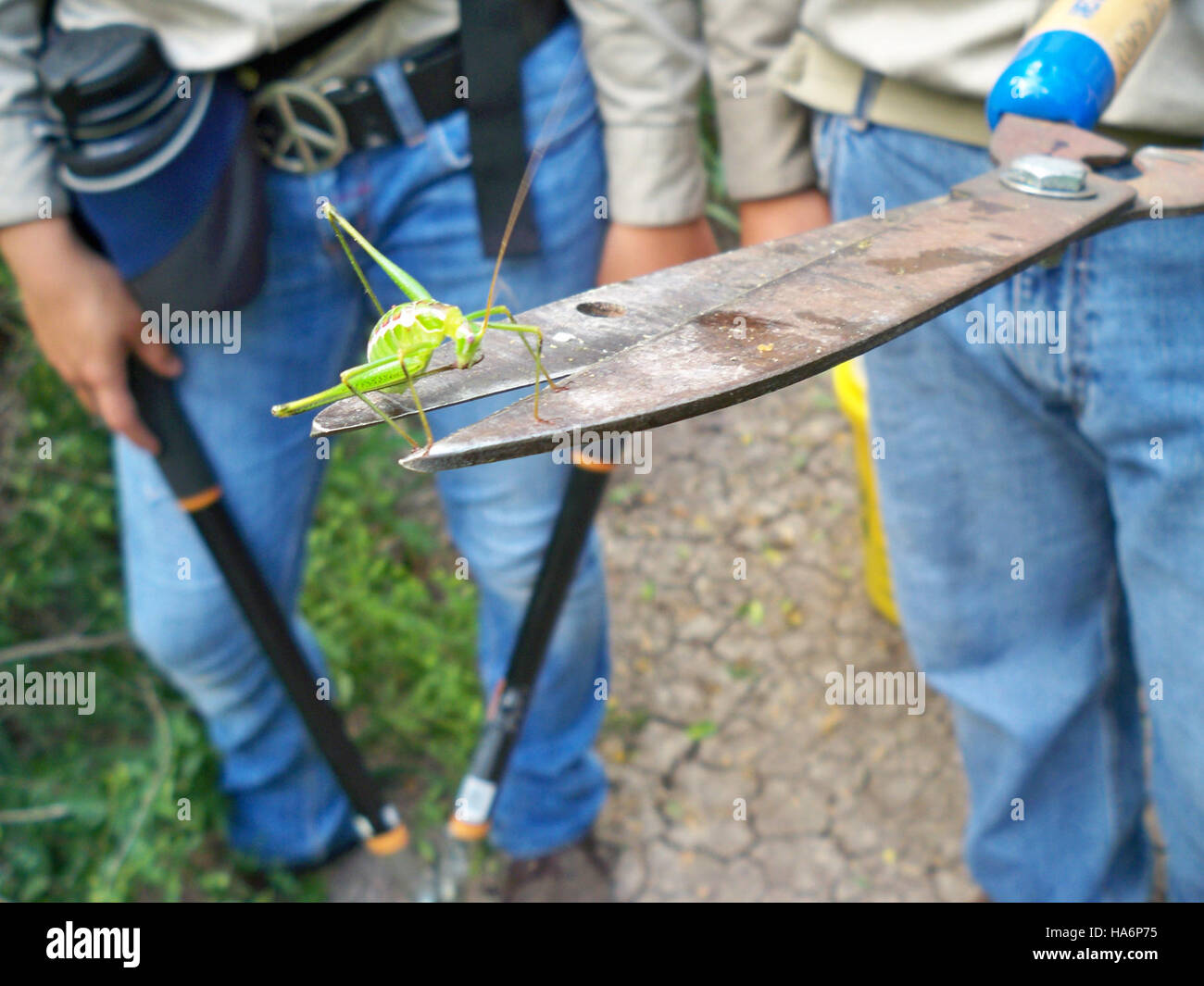 The Youth Conservation Corps (YCC) in South Texas participates in ...