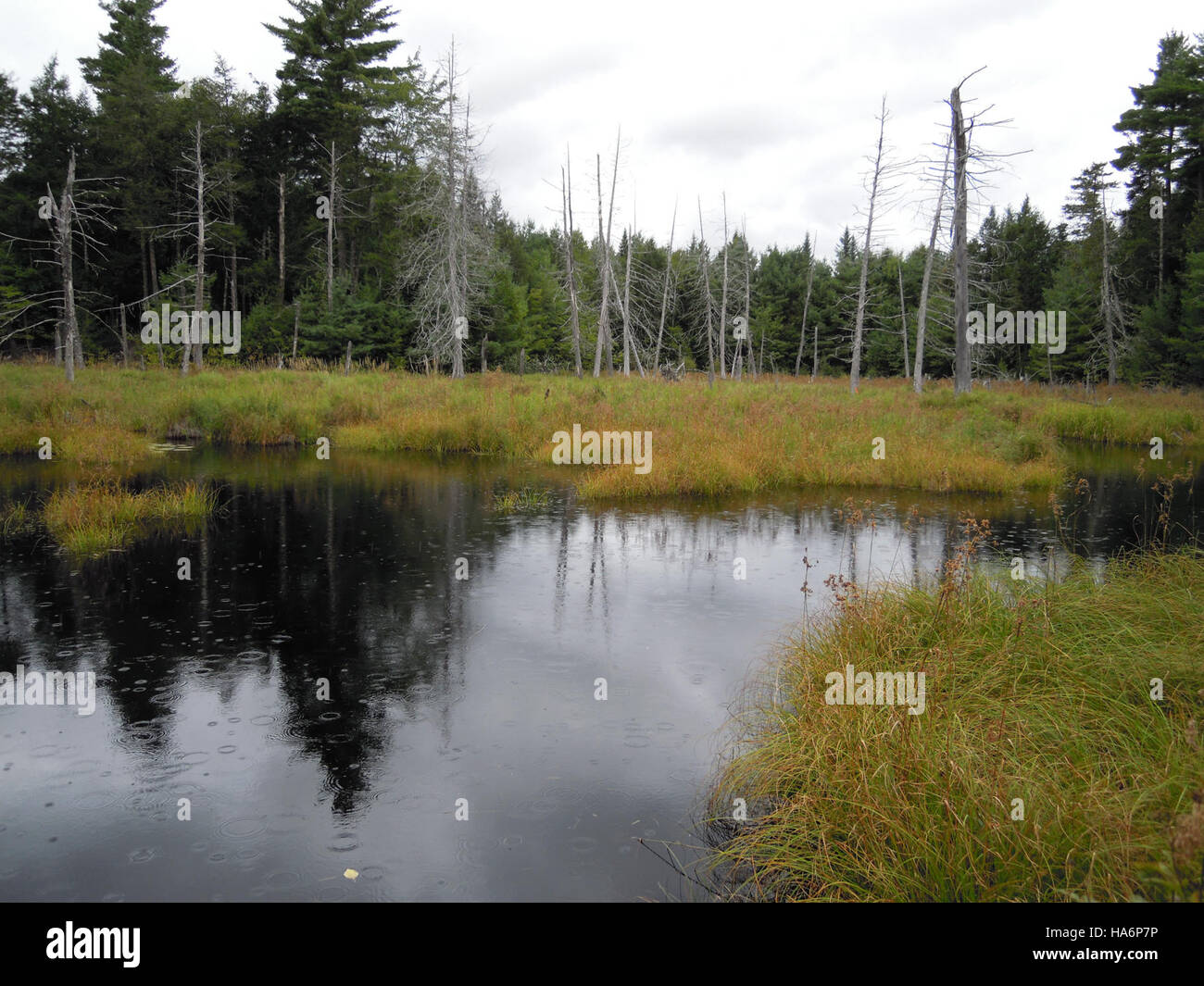 The Maine Fishery Resources Office works on restoring aquatic habitats ...