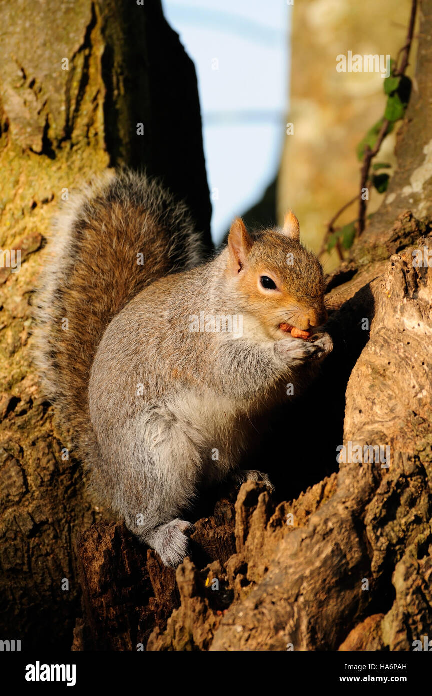 A squirrel sitting in a tree Stock Photo - Alamy