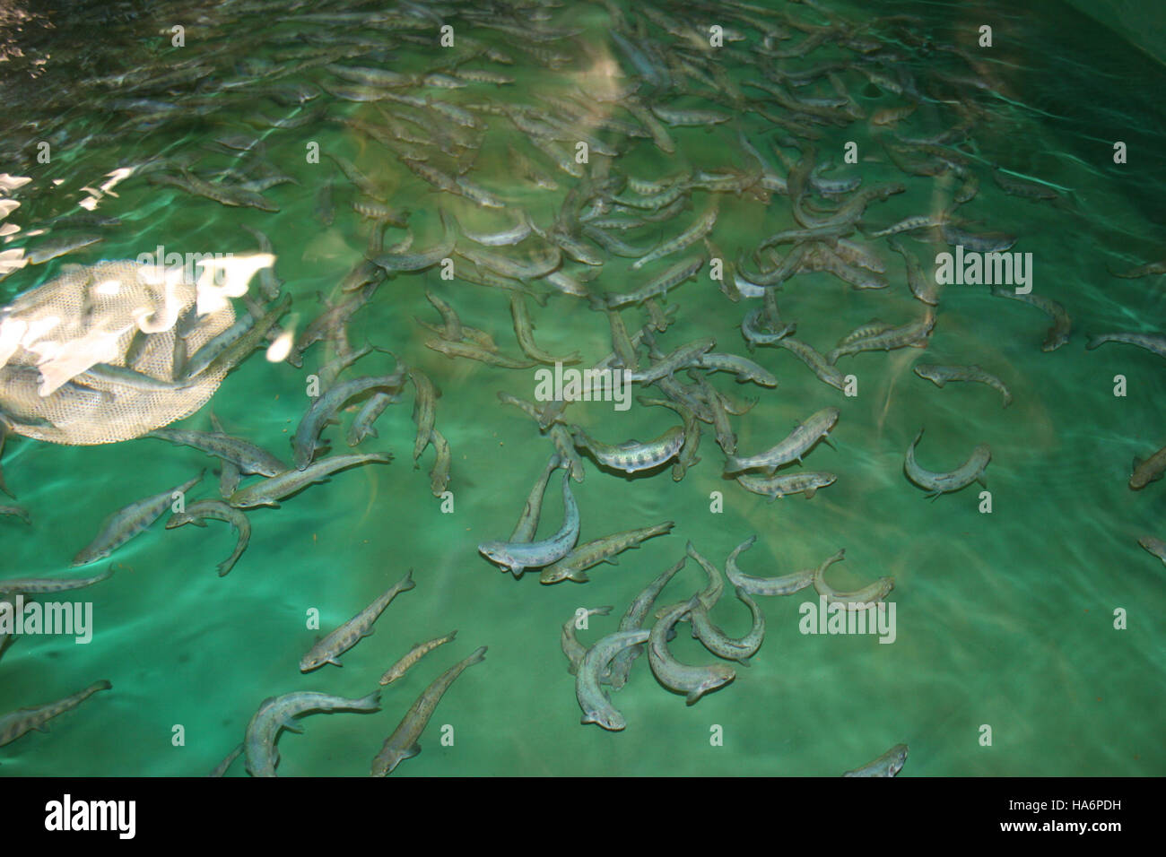White river national fish hatchery hi-res stock photography and images ...