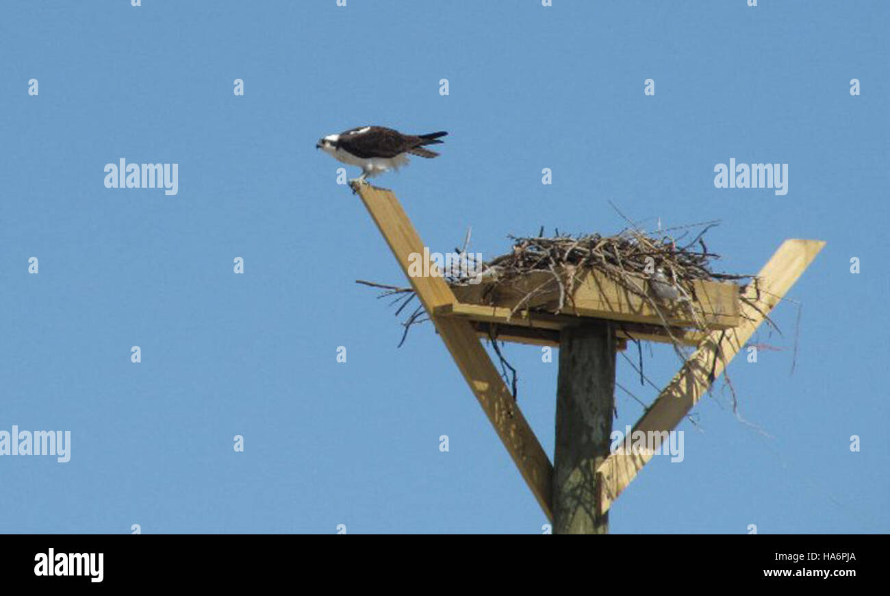 The Fish and Wildlife Service's habitat restoration project at Long ...