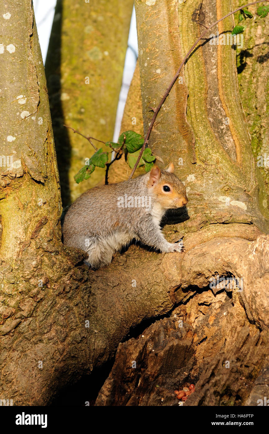 A squirrel sitting in a tree Stock Photo - Alamy