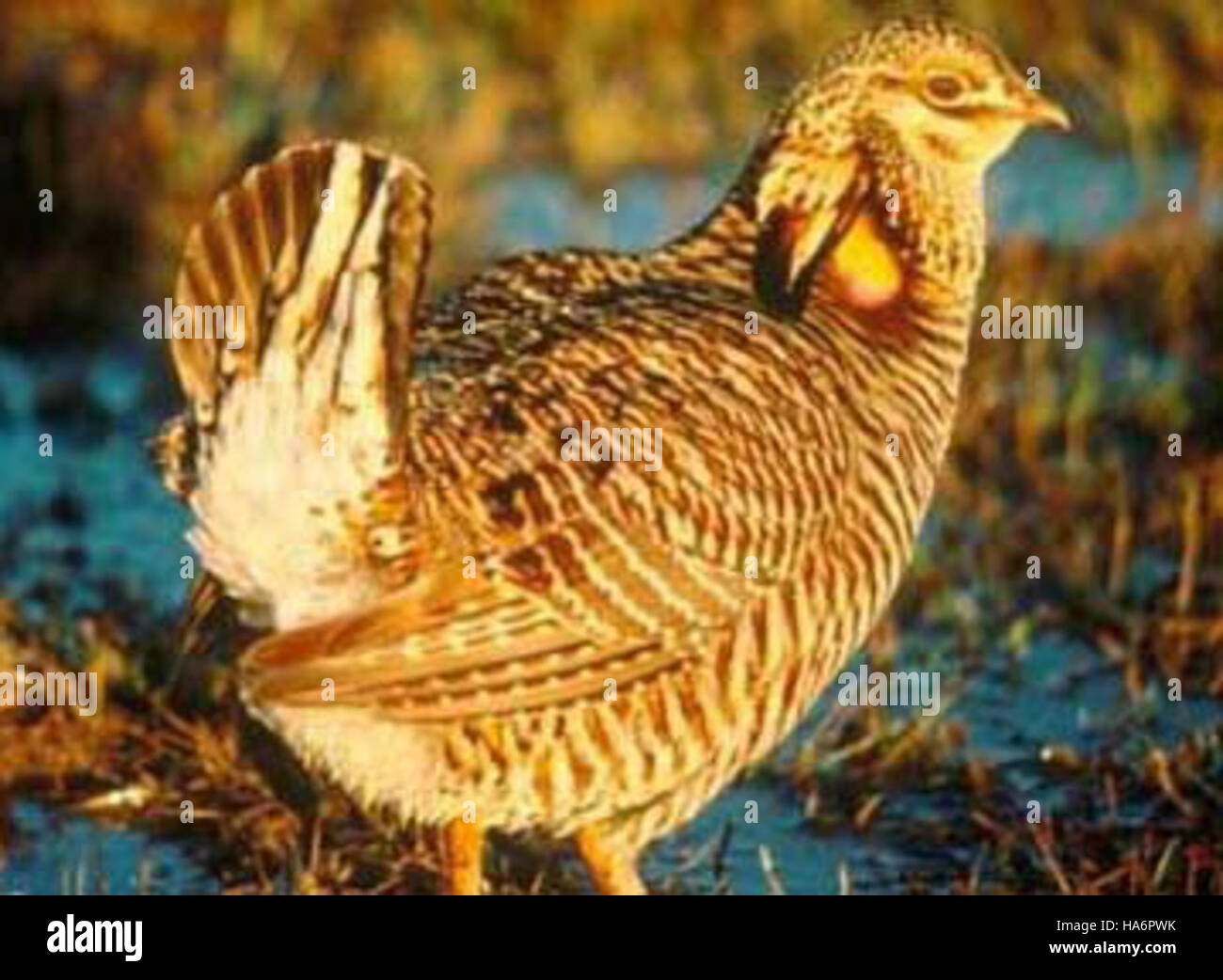 Attwaters prairie chicken hi-res stock photography and images - Alamy