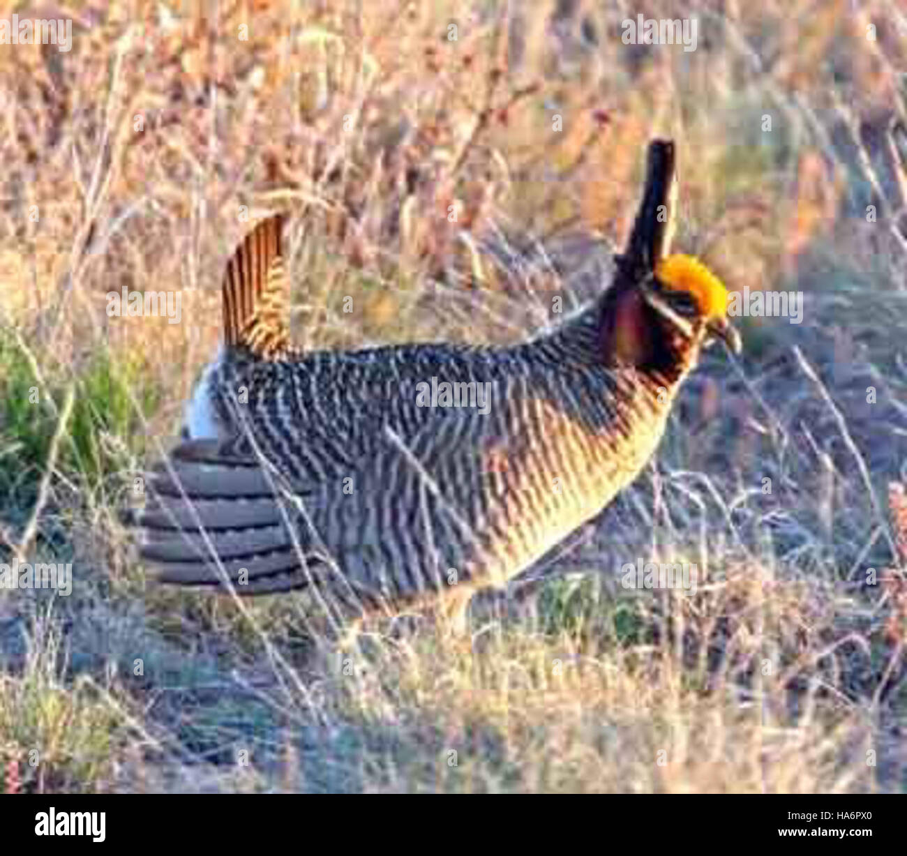 Lesser Prairie Chicken conservation efforts in New Mexico and Oklahoma ...