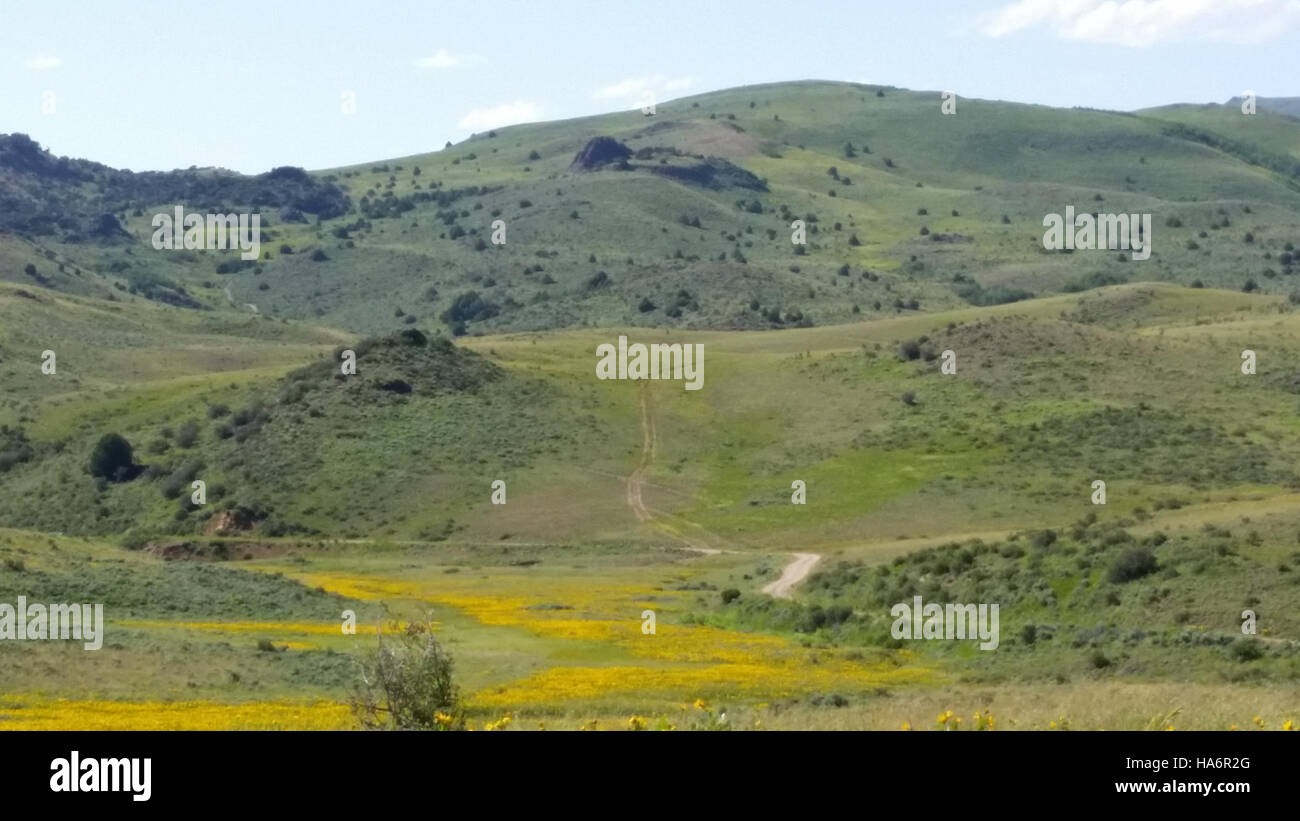 An image of vibrant wildflowers blooming in Sunflower Flats, Nevada ...