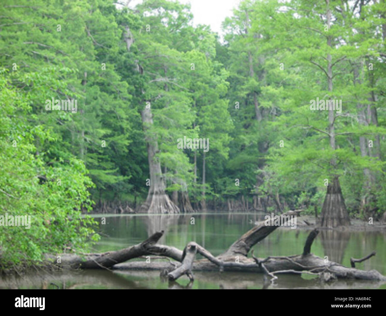 The Cache River National Wildlife Refuge project under the Recovery Act ...