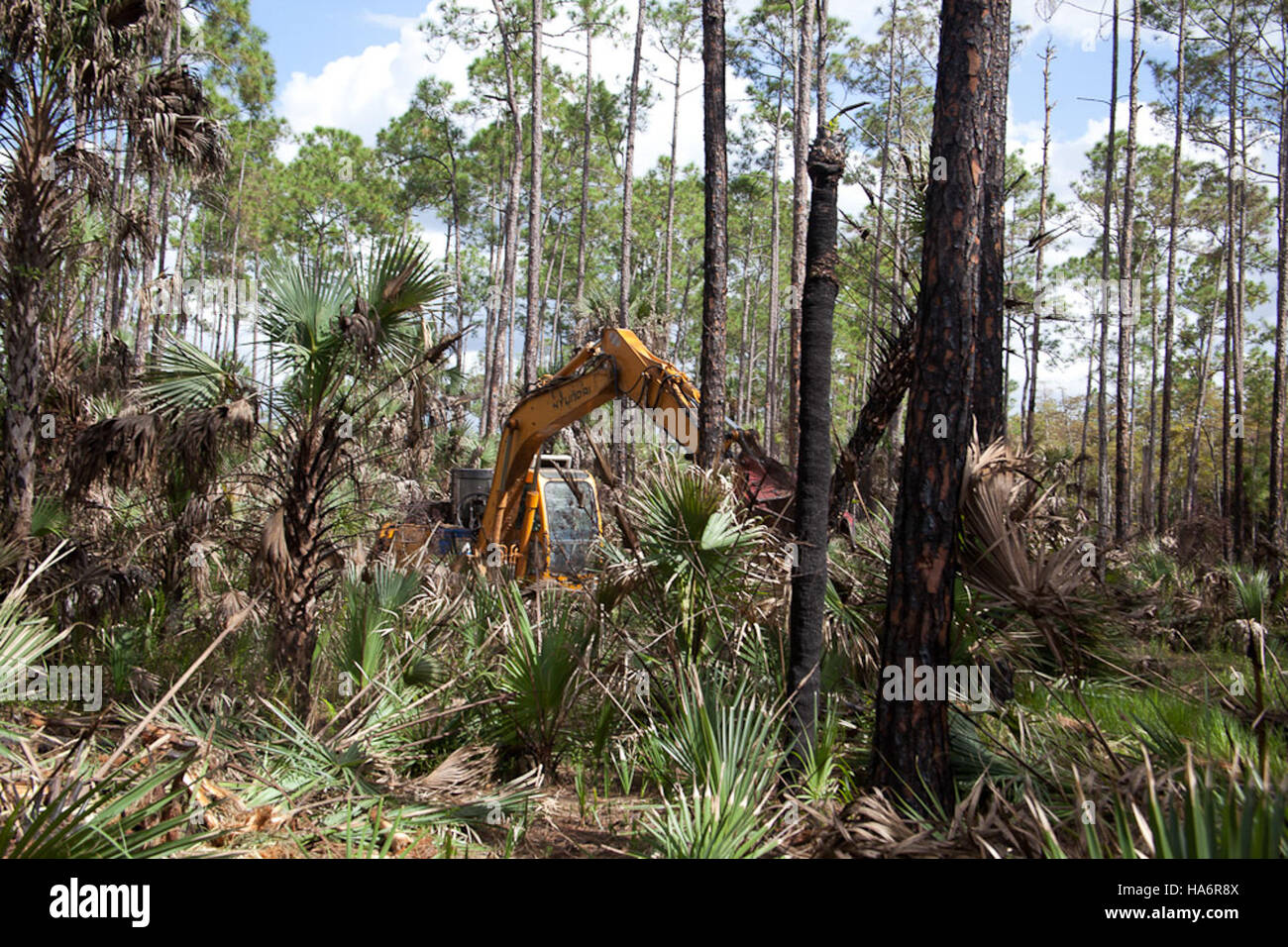 The removal of a Cabbage Palm at Florida Panther National Wildlife ...