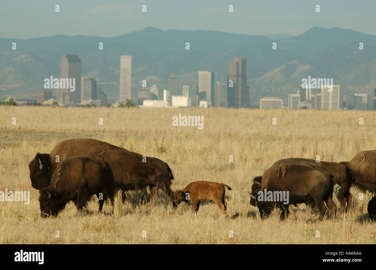 The *Rocky Mountain Arsenal National Wildlife Refuge* (NWR) is a ...