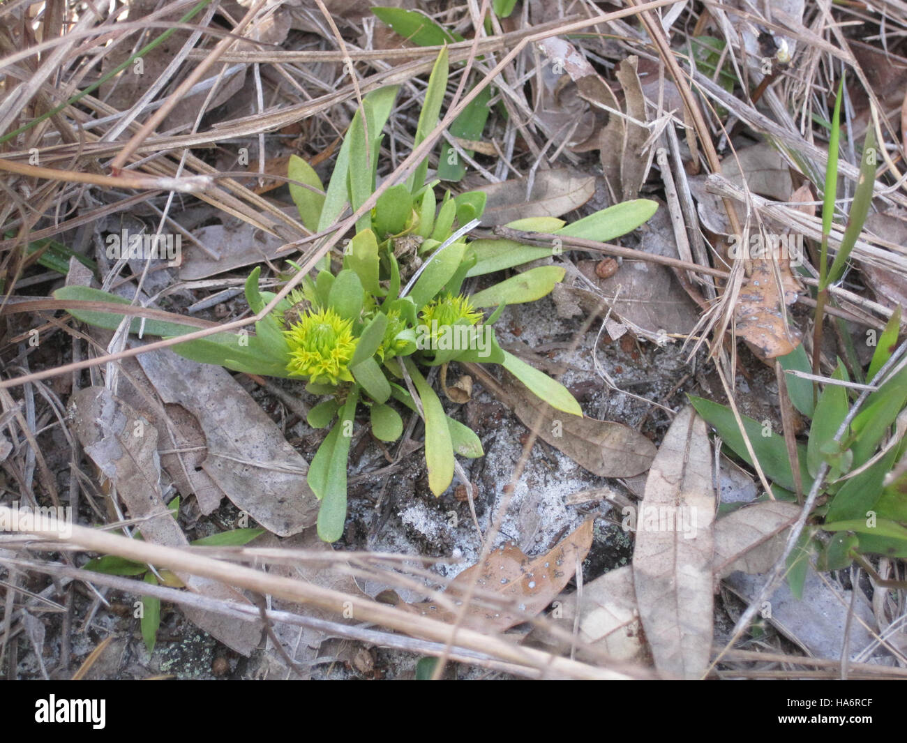 The *Tiny Polygala* is a rare flowering plant, listed as part of ...
