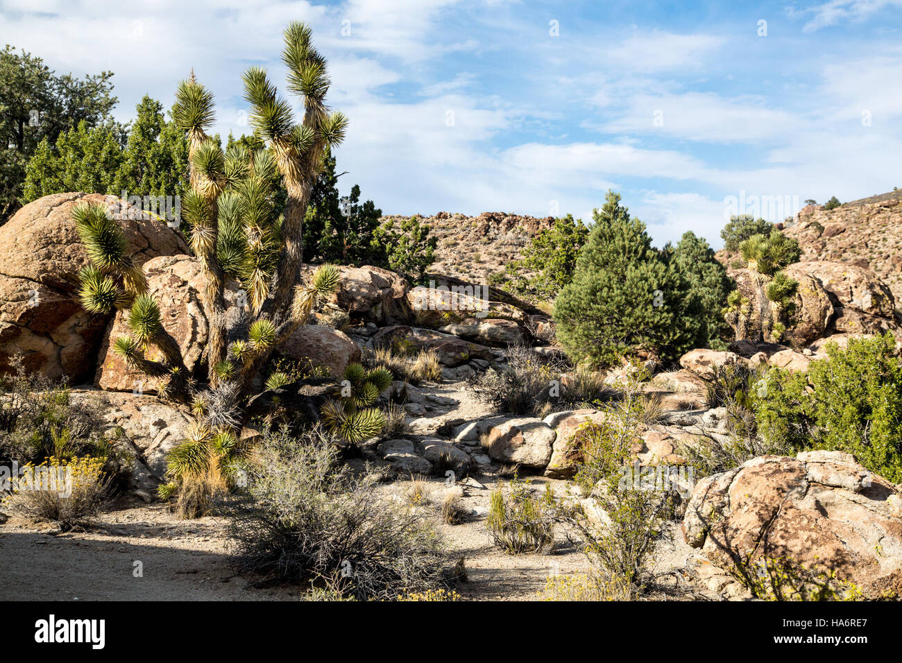 A photograph from the Bureau of Land Management in Nevada showing the ...