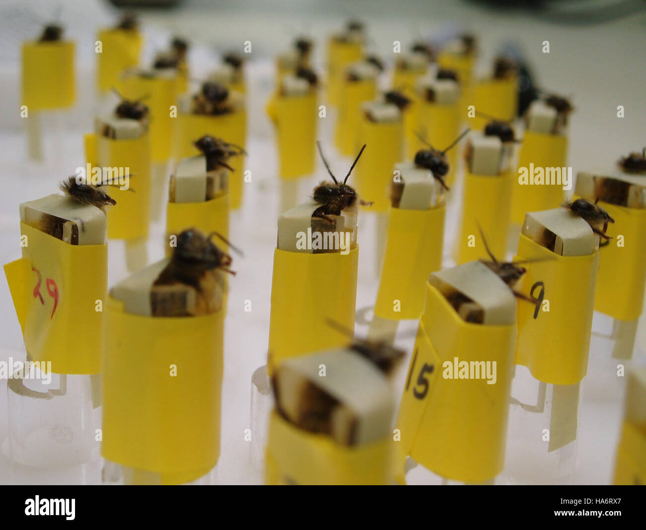 Bee detection systems hi-res stock photography and images - Alamy