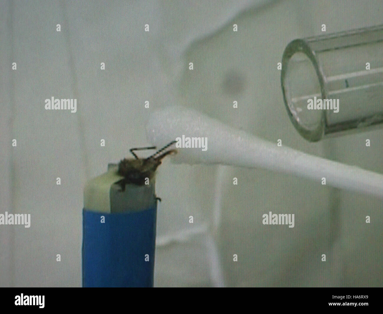 This image from Los Alamos National Laboratory shows bees trained to ...