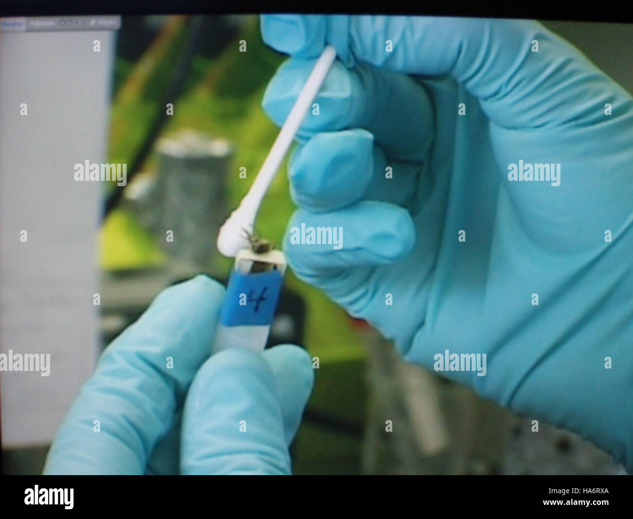 Bees trained for security purposes are seen in this image, part of an ...