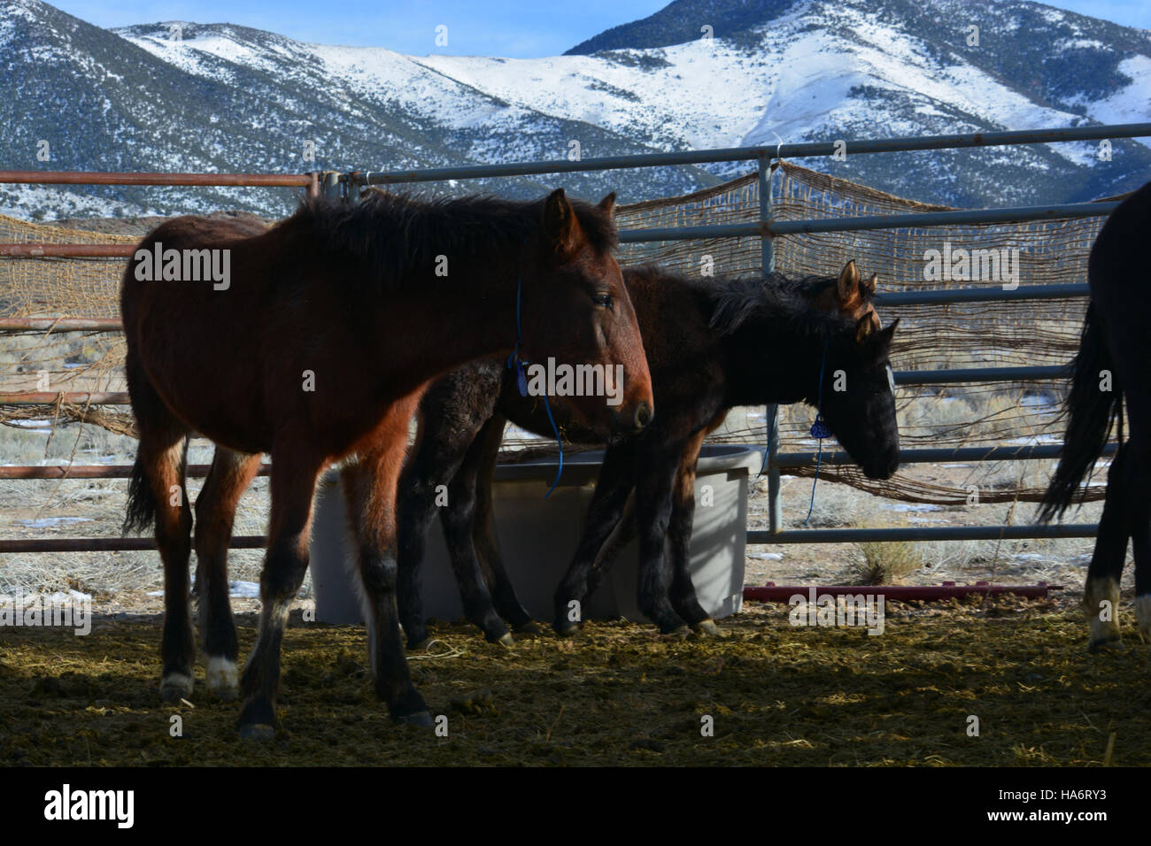 Wild horses from Water Canyon, Nevada, were made available for adoption ...