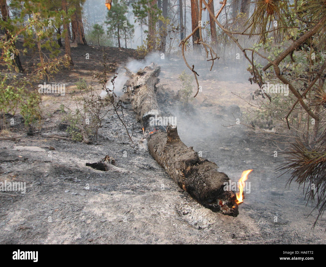 A wildfire burns in the Jemez Mountains near Los Alamos National ...