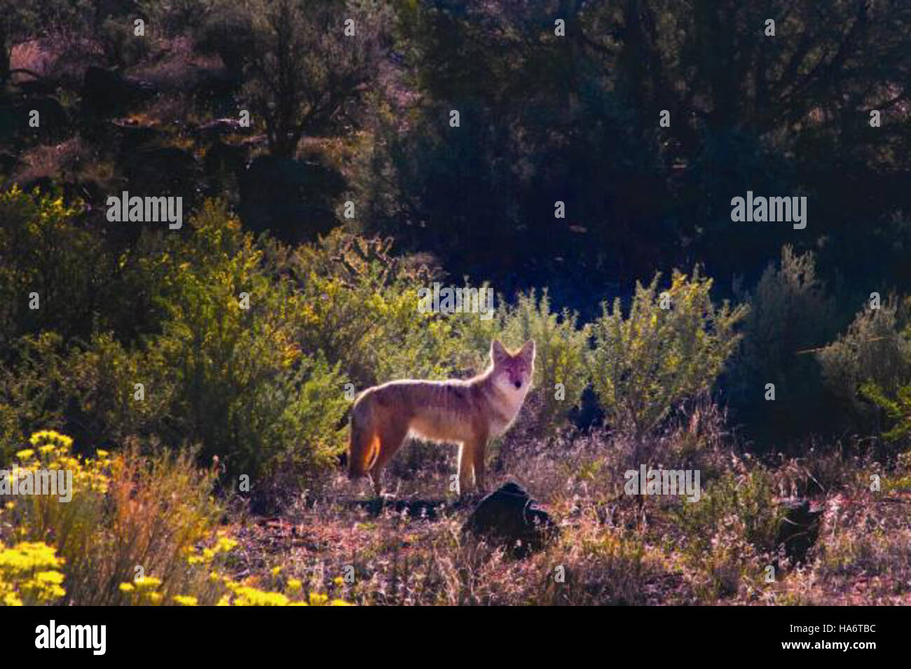 Coyote captured in natural hi-res stock photography and images - Alamy